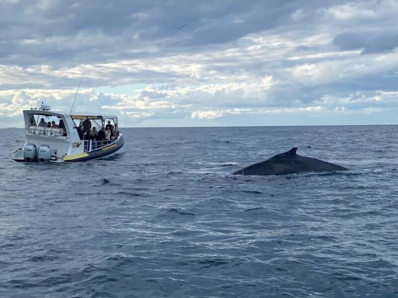 Mooloolaba: Whale Watching Cruise - The Value of This Whale Watching Tour
