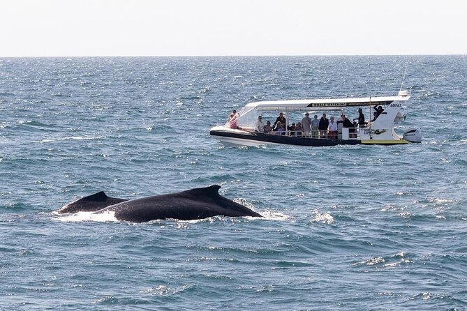 Mooloolaba Whale Watching Small Group Tour - Key Points