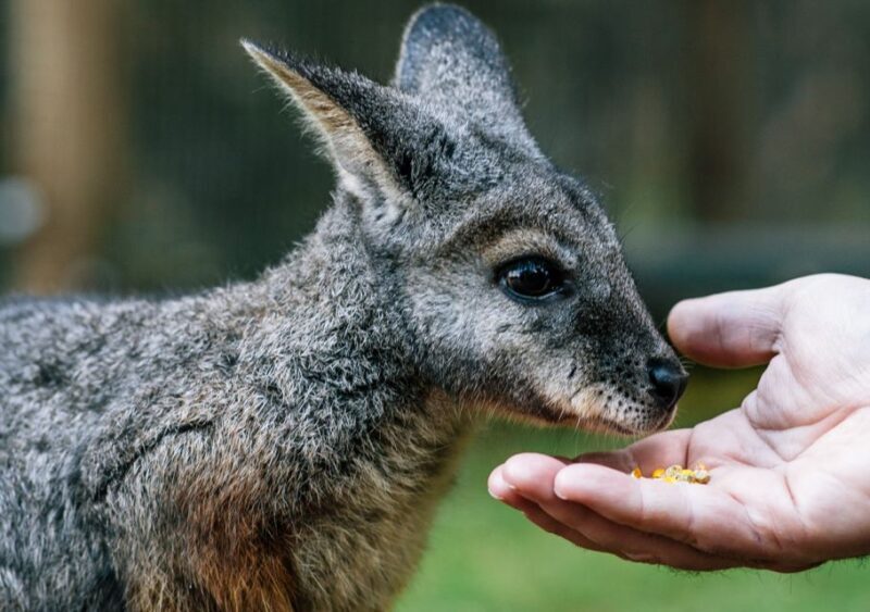 Moonlit Sanctuary Conservation Park Entry Ticket - What Sets Moonlit Sanctuary Apart?