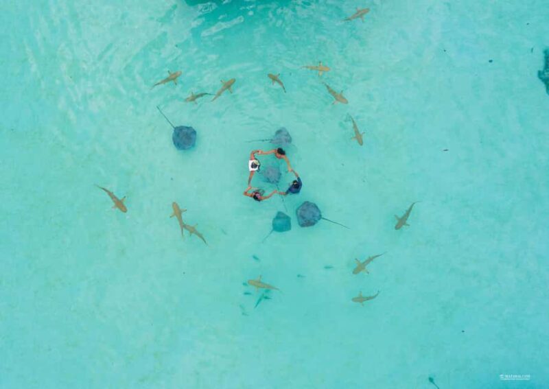 MOOREA 6H Private boat tour whales watching and Lunch - Key Points