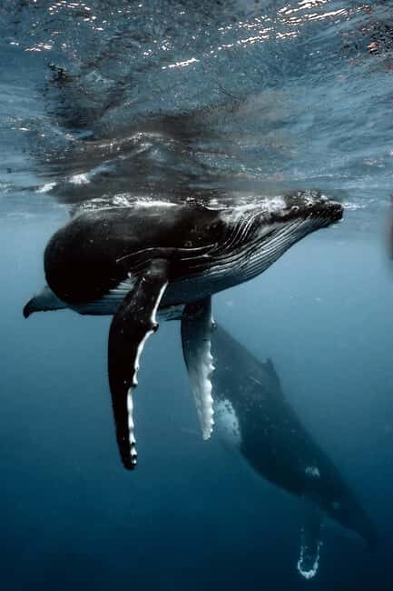 MOOREA 6H Private boat tour whales watching and Lunch - How the Tour Works & What to Expect