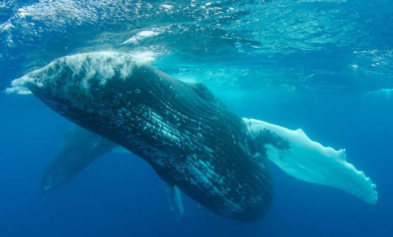 MOOREA 6H Private boat tour whales watching and Lunch - Detailed Breakdown of the Experience