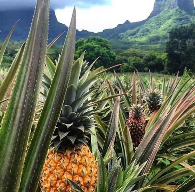 Moorea Cruise Ships 4x4, Belvedere Magic mount PRIVATE Tours - Final Thoughts: Is This Tour Right for You?
