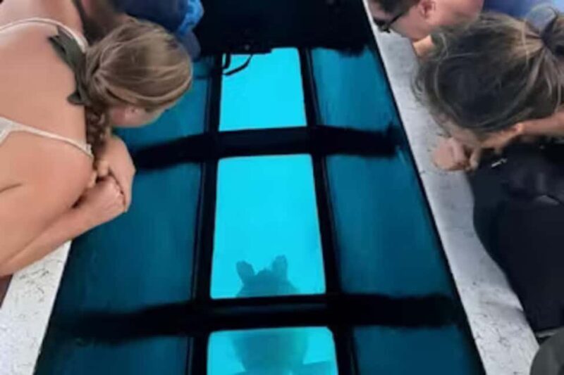 Moorea: Glass Bottom Boat Adventure with Lagoon Wonders - Is This Tour Worth It?