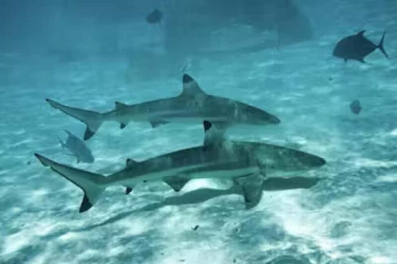Moorea: Glass Bottom Boat Adventure with Lagoon Wonders - FAQ About the Moorea Glass Bottom Boat Tour