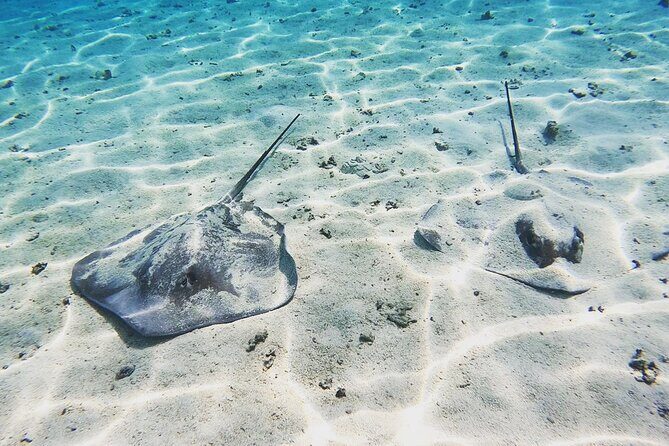 Mo'orea Half Day Private Tour with Snorkeling and Cruising the Lagoon - Who This Tour Is Best For