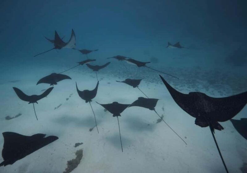 Moorea: Lagoon and Reef Snorkeling Tour with Drinks - Exploring Moorea’s Lagoon and Reef Snorkeling Tour with Drinks