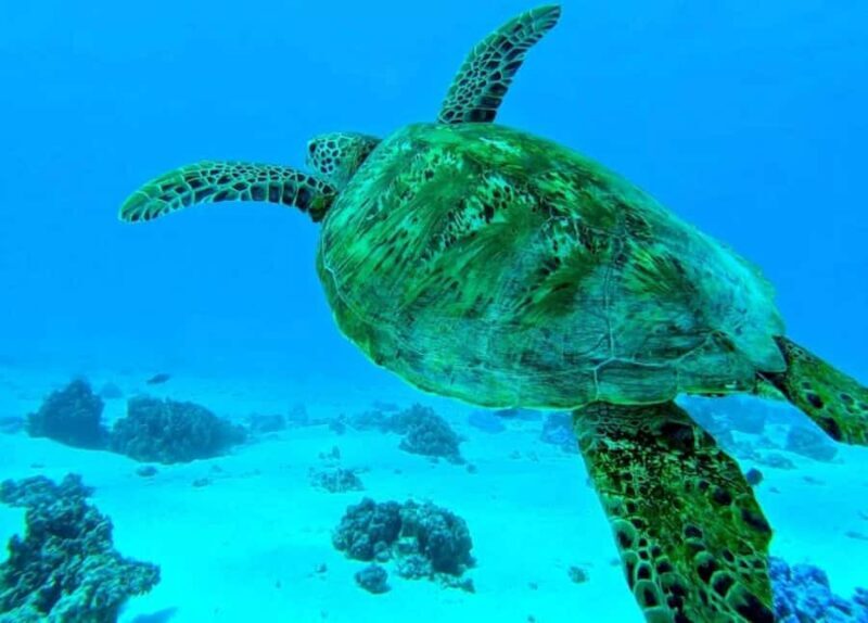 Moorea: Lagoon and Reef Snorkeling Tour with Drinks - Who Will Love This Tour?