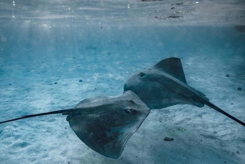 Moorea: Lagoon and Reef Snorkeling Tour with Drinks - Final Thoughts