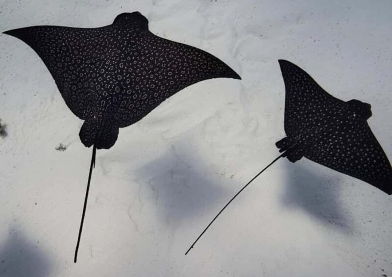 Moorea: Lagoon and Reef Snorkeling Tour with Drinks - In The Sum Up