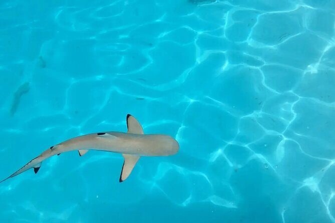 Moorea Lagoon Cruise 3 hours Snorkeling Tour - Discover Moorea’s Lagoon: An Authentic Snorkeling Adventure