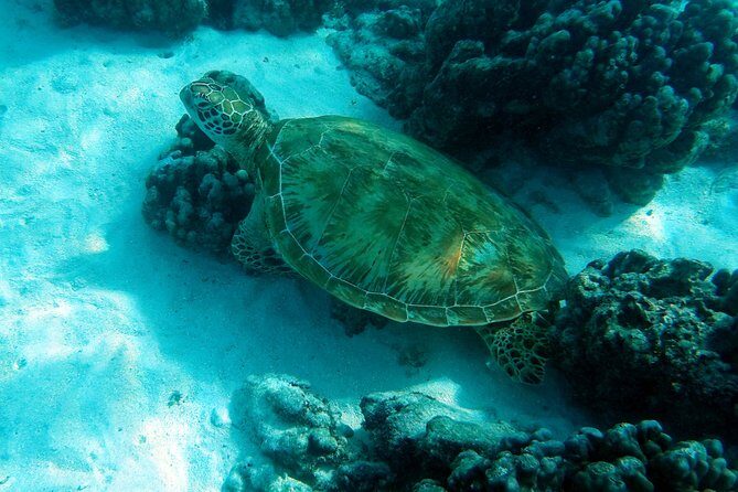 Moorea Lagoon Tour by Transparent Kayak - An Overview of What to Expect