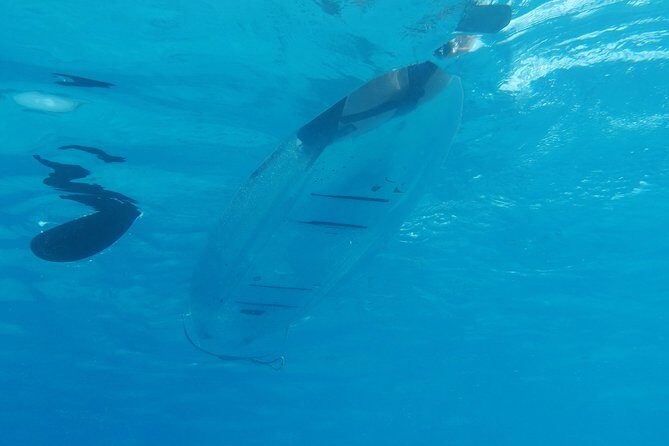 Moorea Lagoon Tour by Transparent Kayak - An In-Depth Look at the Moorea Lagoon Tour by Transparent Kayak