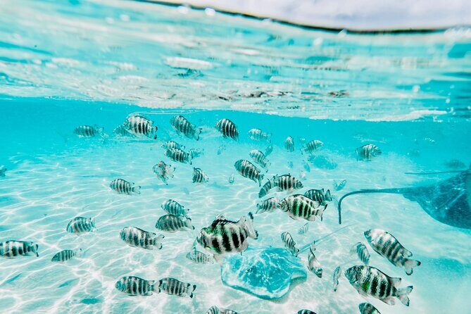 Moorea: Private 4-Hour High-End Boat Excursion - Final Thoughts