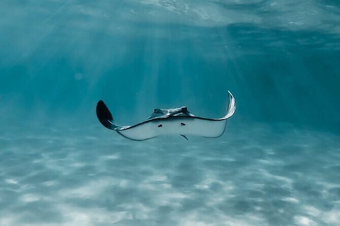 Moorea: Private Snorkeling Tour with Certify Guide - The Fresh Perspective on Moorea’s Marine Life