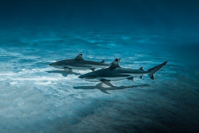 Moorea: Private Snorkeling Tour with Certify Guide - Frequently Asked Questions