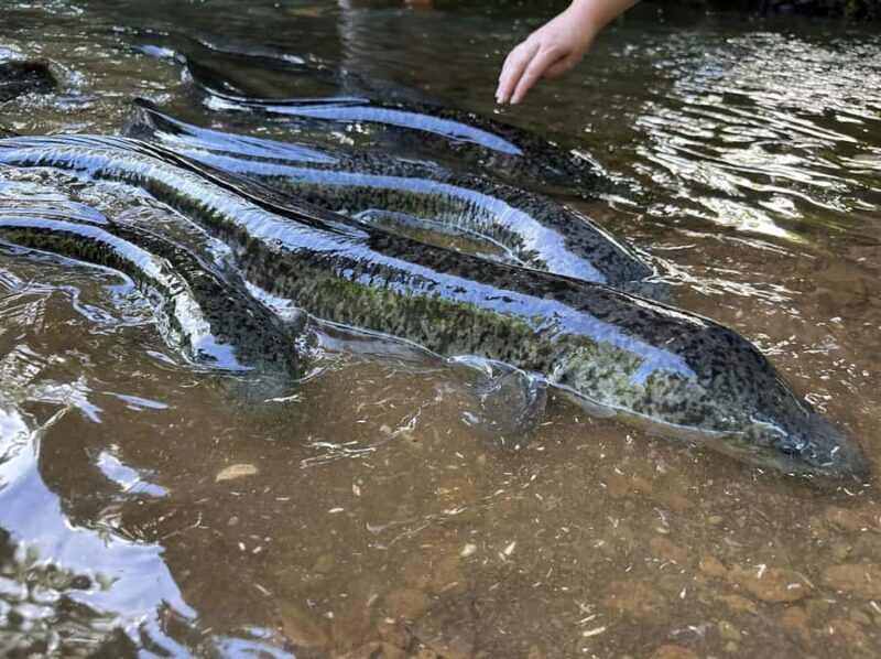 Moorea: Scenic Bus Tour with Guide for Cruise ship passenger - How to Make the Most of This Tour
