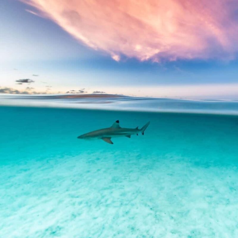 Moorea: Small Group Snorkeling Tour with local guide - Starting Point and Logistics
