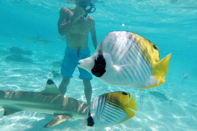 Moorea Solo or Twin 3 hours Jet Ski Tour - The Itinerary in Detail