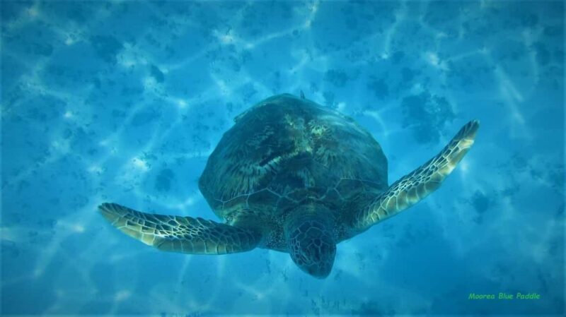 Moorea: Transparent Kayak Day Trip - Practical Details and Tips