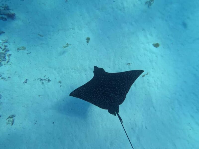 Moorea: Transparent Kayak Day Trip - FAQ