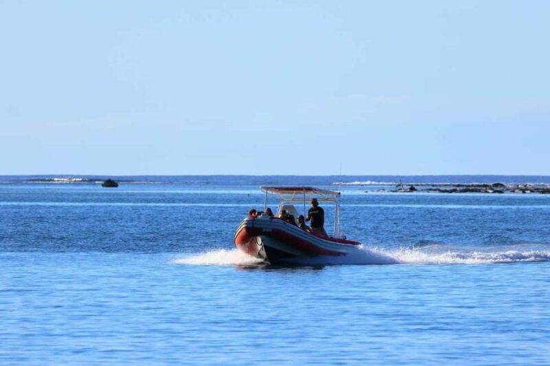 Moorea: Whale watching adventure - A Closer Look at the Whale Watching Experience