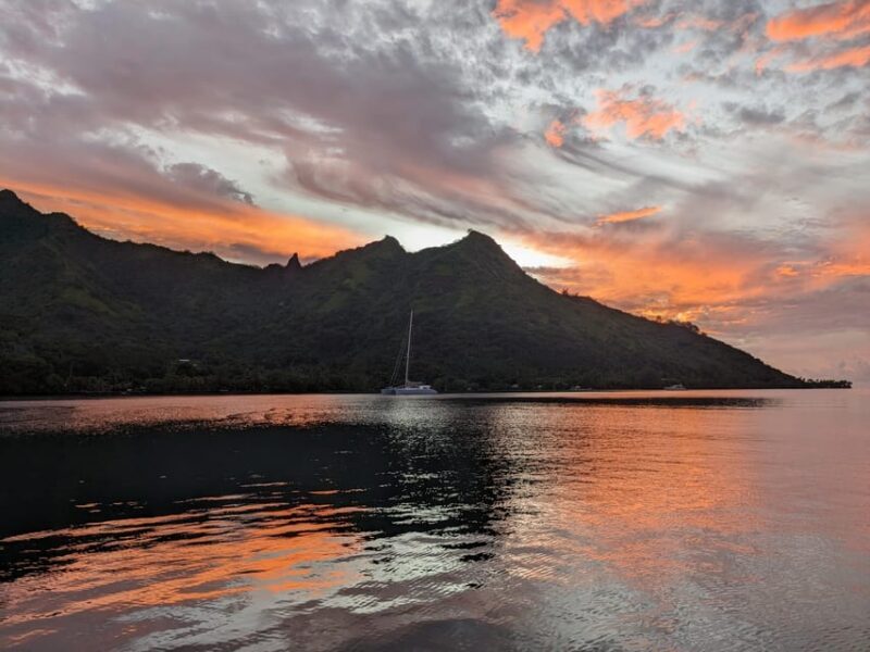 Moorea: Whale watching adventure - Final Thoughts