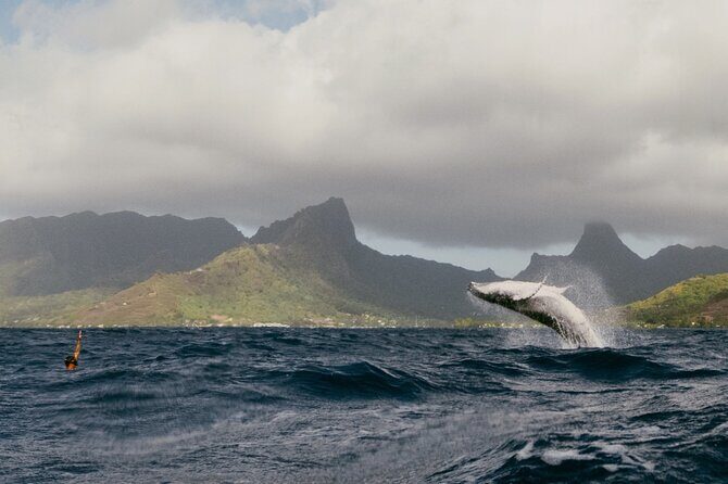 Moorea Whales Watching and Swimming Half Day Shared Tour - A Thorough Look at the Experience