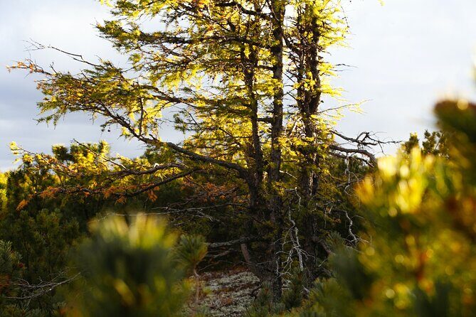 Moraine Lake: Larch Valley Hike, Departure from Banff - A Deep Dive into the Tour Experience