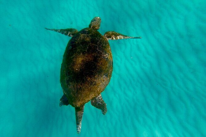 Moreton Island Day Trip (Kayak, Snorkel & Sandboard) frm Brisbane or Gold Coast - Authentic Traveler Insights