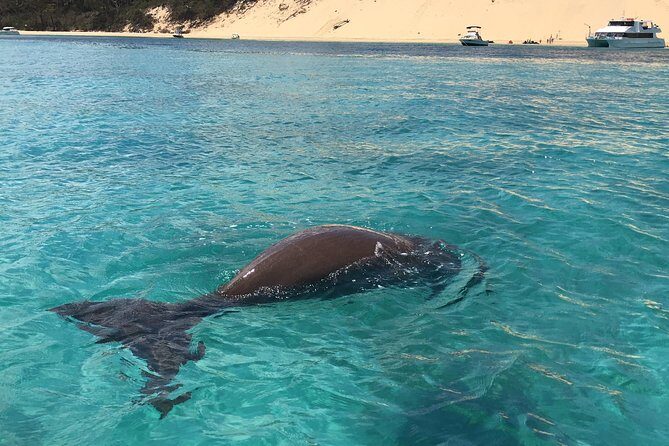 Moreton Island Eco Marine Safari Cruise and Snorkel - The Experience: What Travelers Say