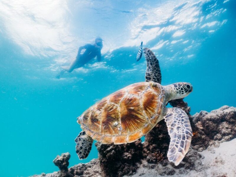 Moreton Island: Marine Discovery Cruise & Dolphin Viewing - Analyzing the Value