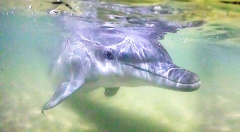 Moreton Island: Tangalooma ATV Quad Bike & Dolphin Feeding - Key Points