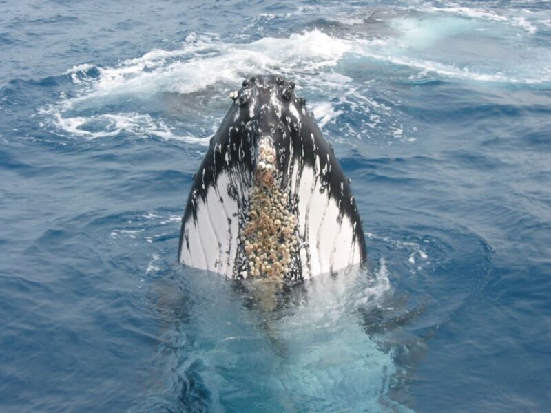 Moreton Island: Tangalooma Whale Watching & Dolphin Feeding - Key Points: