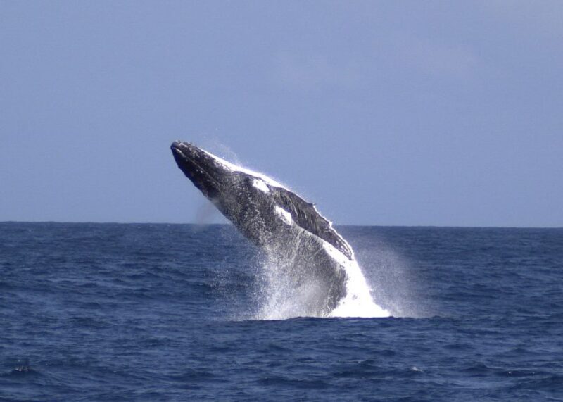 Moreton Island: Tangalooma Whale Watching & Dolphin Feeding - The Whale Watching Cruise: Up Close with Humpbacks