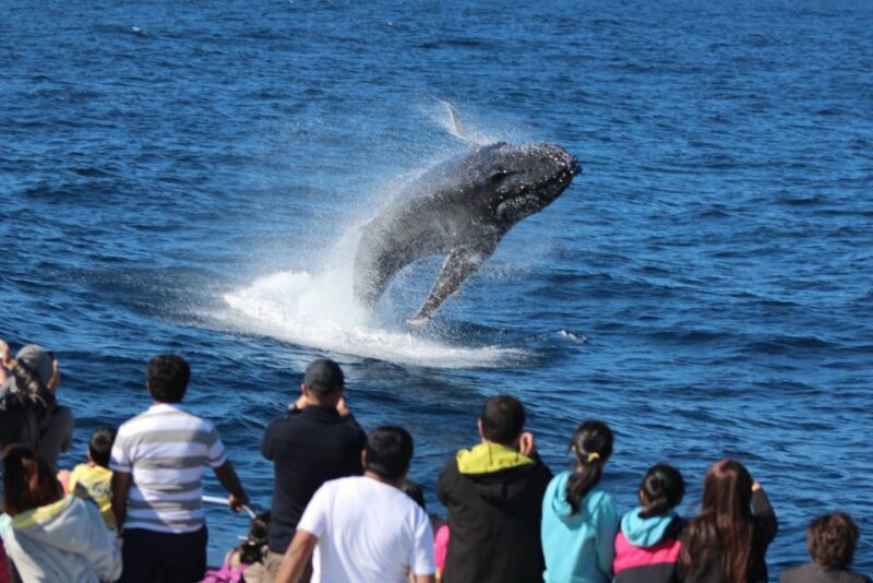 Moreton Island: Tangalooma Whale Watching & Dolphin Feeding - Sunset and Return Journey