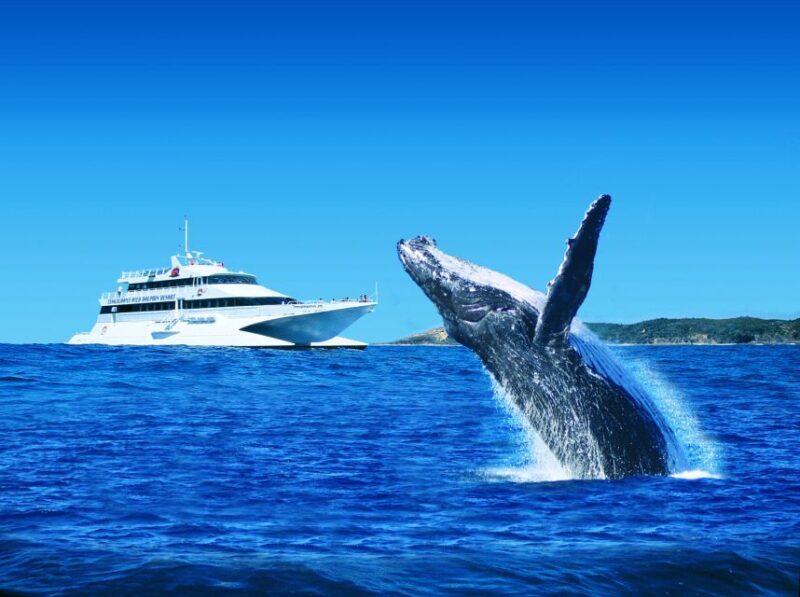 Moreton Island: Tangalooma Whale Watching & Dolphin Feeding - Overall Value and Experience