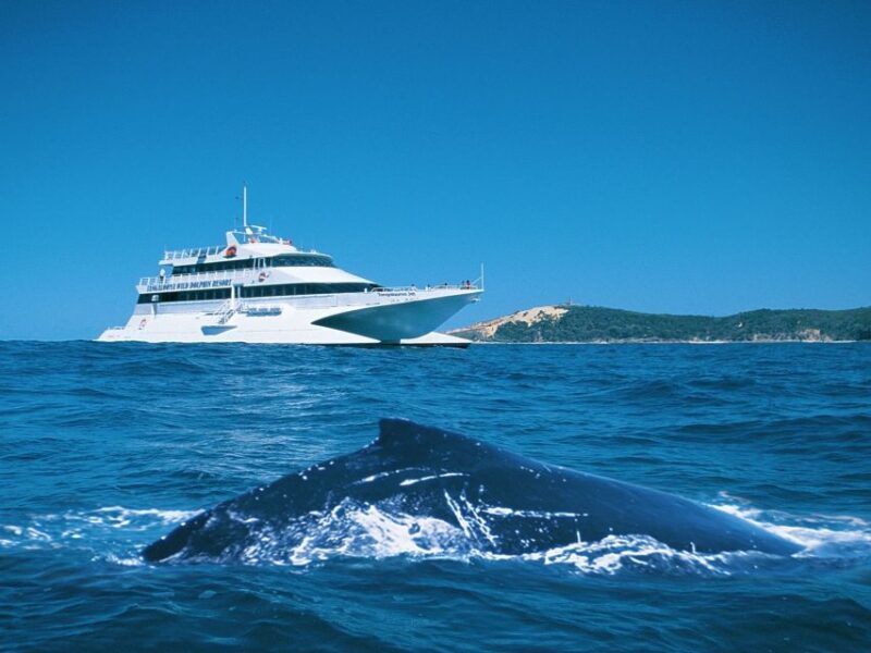 Moreton Island: Tangalooma Whale Watching & Dolphin Feeding - Who Will Love This Tour?