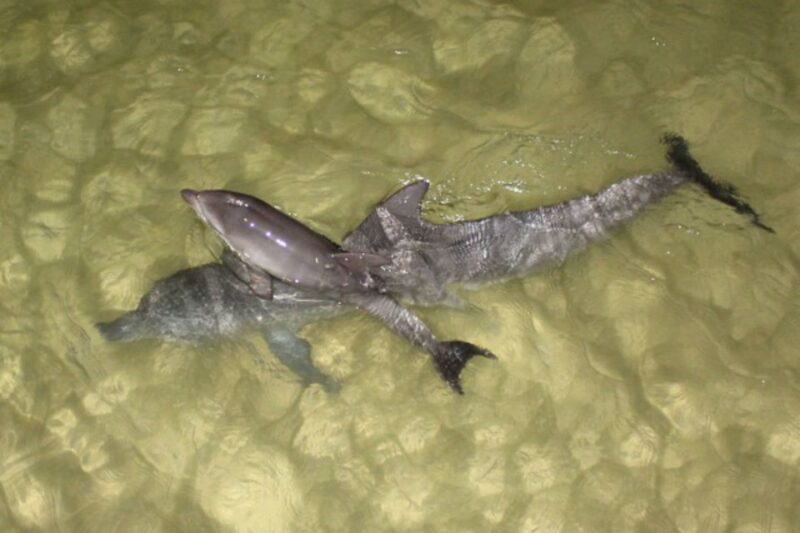 Moreton Island: Tangalooma Whale Watching & Dolphin Feeding - The Sum Up