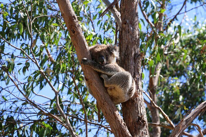 Morialta Wilderness and Wildlife Hike - The Experience in Detail