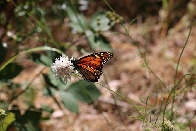 Morialta Wilderness and Wildlife Hike - Why This Tour Is Worth It