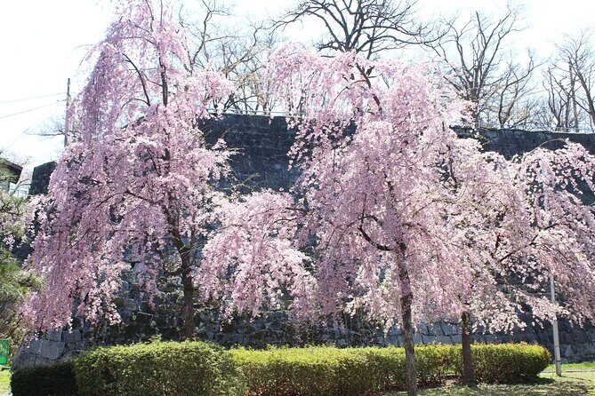 Morioka Town Half Day Walking Shared Tour with Wanko -Soba - Who Should Consider This Tour?