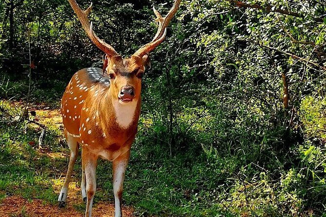 Morning 07 Hour Private Safari at Yala National Park by Yala La Safari Tours - Final Thoughts: Who Will Love This Safari?