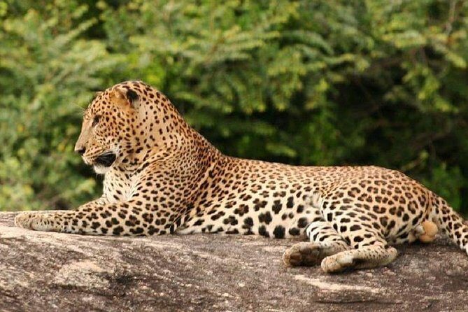 Morning 07 Hour Private Safari at Yala National Park by Yala La Safari Tours - FAQ