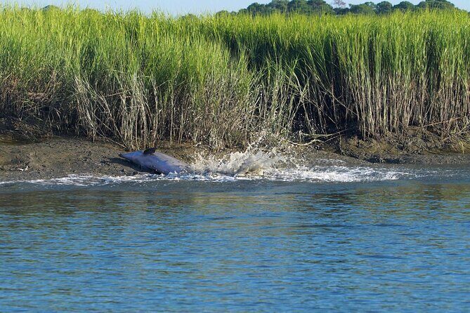 Morning Beaufort River Tour - The Sum Up