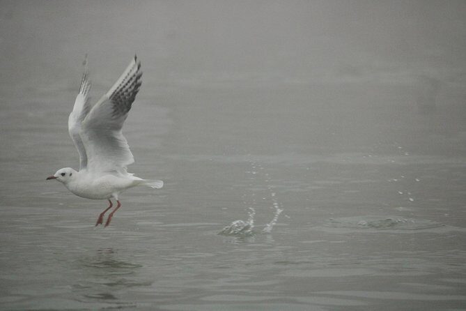 Morning Boat Tour followed by a short heritage walking tour in VARANASI - Final Thought: Is This Tour Right for You?
