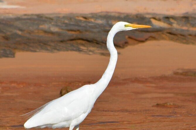 Morning Cruise on the Murchison River in Kalbarri (April to Nov) - Final Thoughts