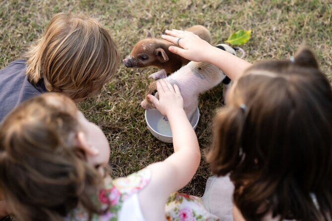 Morning Farm Experience near Gympie & Noosa - Introduction: Why This Farm Experience Is Worth Your Time