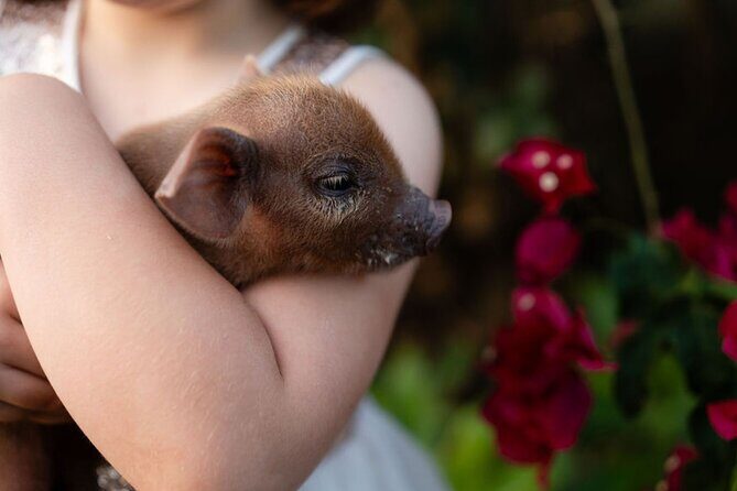Morning Farm Experience near Gympie & Noosa - Deep Dive: Why This Experience Adds Value