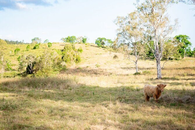 Morning Farm Experience near Gympie & Noosa - Practical Tips for Your Visit